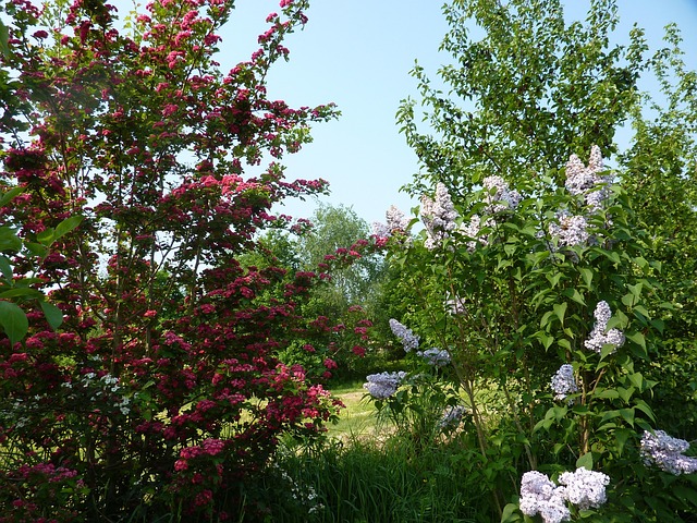 Flowering Shrubs Nature Plants - Free photo on Pixabay - Pixabay
