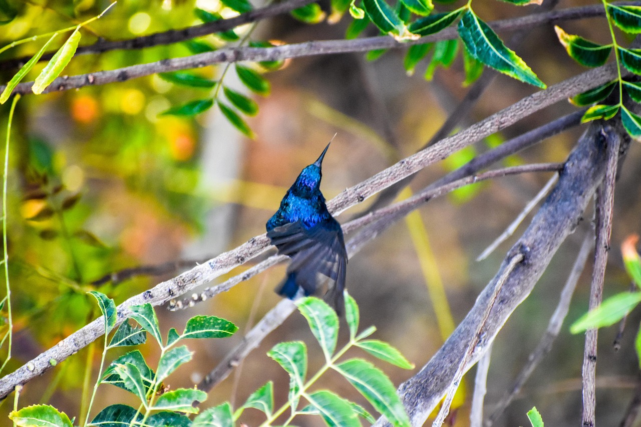 Bird Nature Hummingbird - Free photo on Pixabay - Pixabay
