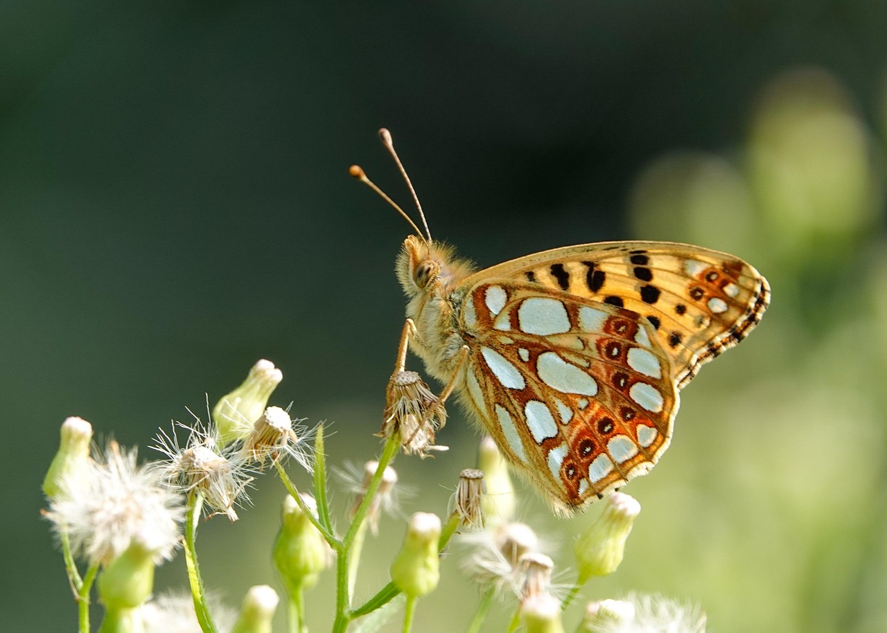 Fritillary Butterfly Insect - Free photo on Pixabay - Pixabay