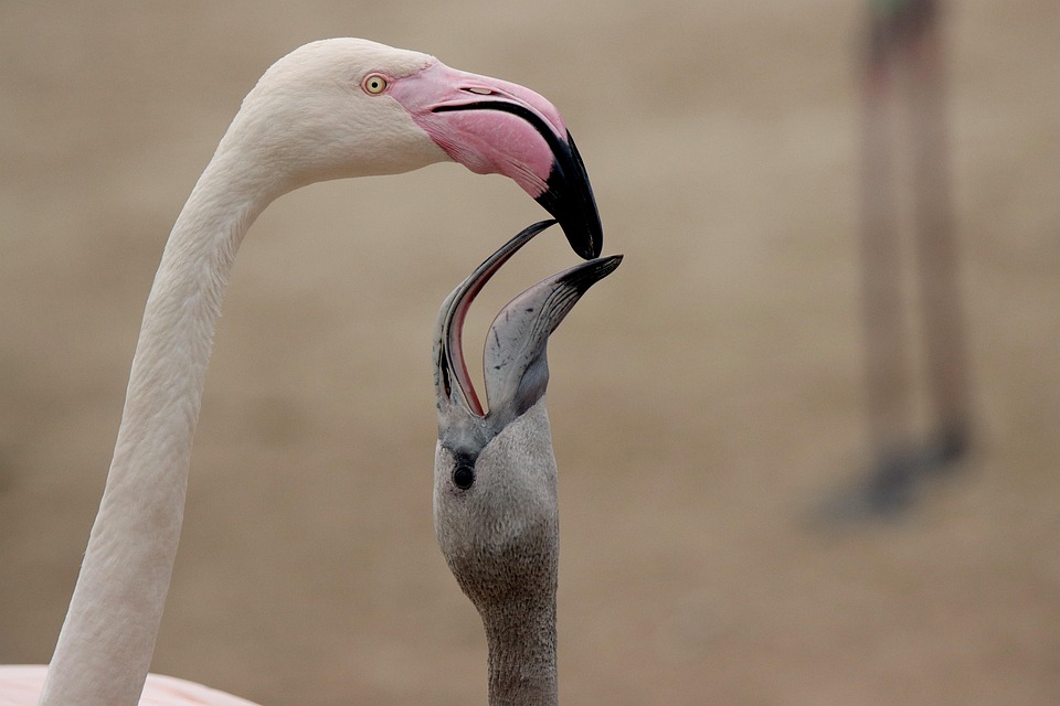 Flamingos Birds Nature - Free photo on Pixabay