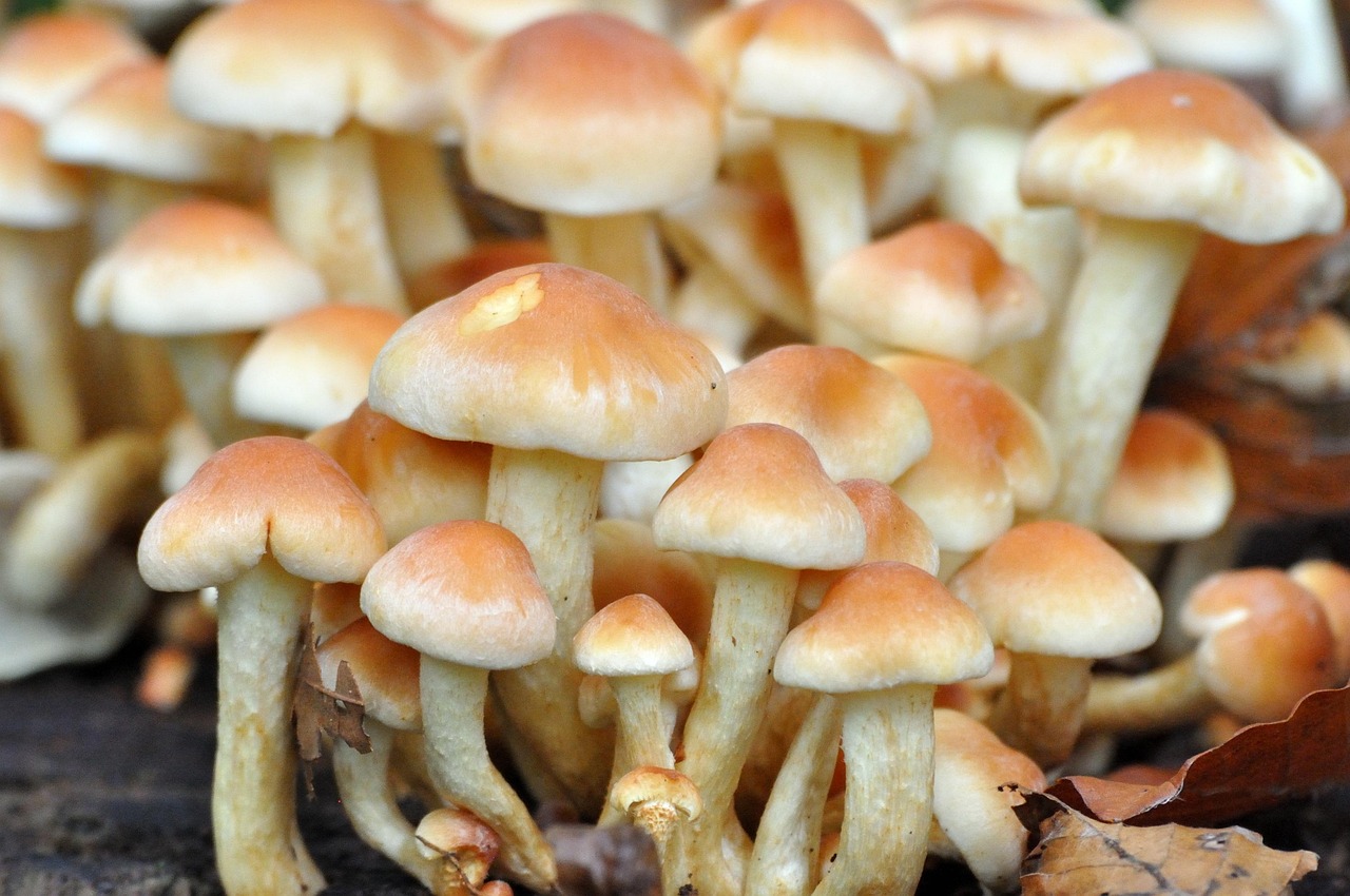 Champignons Mycologie Nature - Photo gratuite sur Pixabay - Pixabay