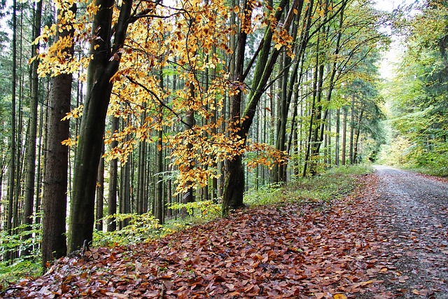 Forest Fall Leaves - Free photo on Pixabay