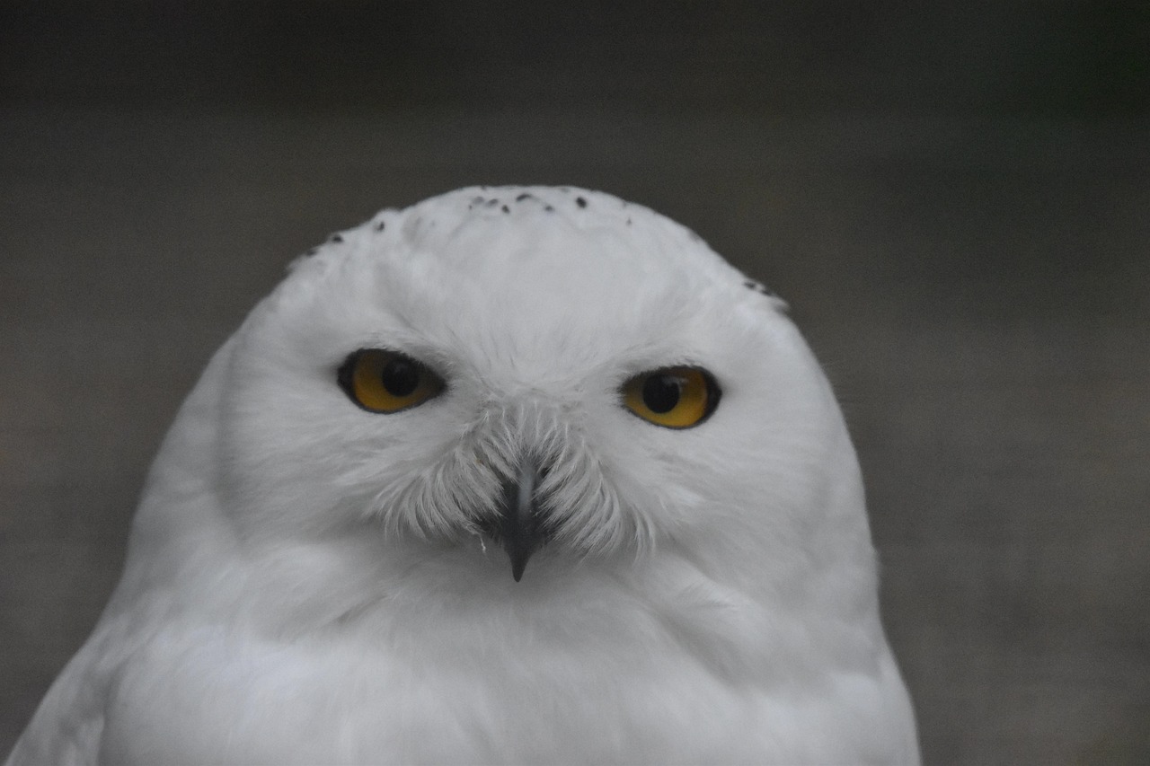 10,000+ Free Snowy Owl & Owl Images - Pixabay