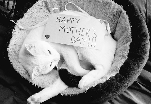 Cat Mother - Free photo on Pixabay - Pixabay