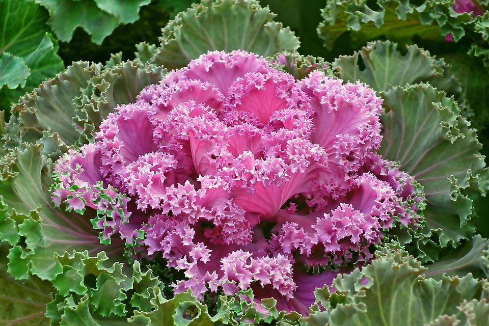 Repolho Ornamental Plantas - Foto gratuita no Pixabay