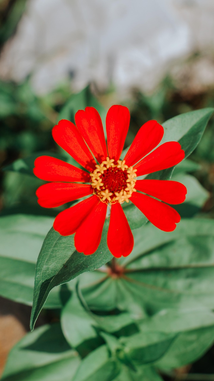 Verde Plantar Decorar - Foto gratuita no Pixabay - Pixabay