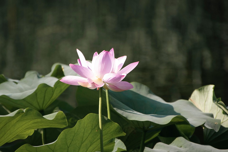 Lotus Flower Plant - Free photo on Pixabay