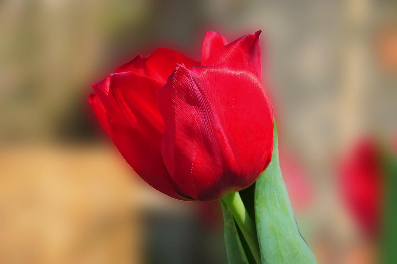 Tulppaani Punainen Varhainen - Ilmainen valokuva Pixabayssa - Pixabay