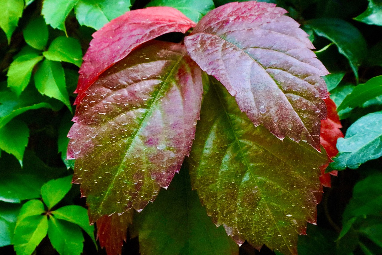 Folhas De Árvore - Foto gratuita no Pixabay - Pixabay