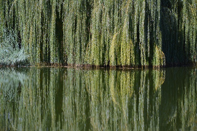 200,000+ Free Reflection, Water & Nature Images - Pixabay