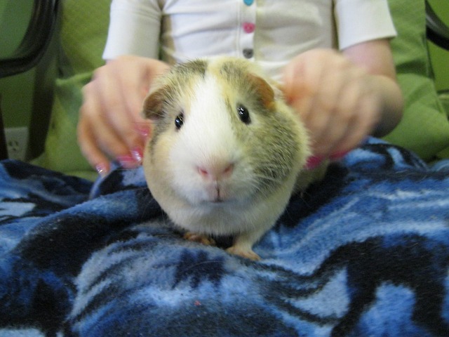 Cute Guinea Pet - Free photo on Pixabay - Pixabay