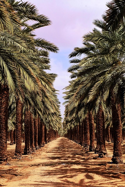 Coconut Tree Forest Palm - Free photo on Pixabay