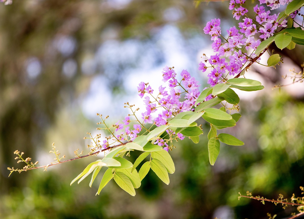 Fleurs Pétales Feuilles - Photo gratuite sur Pixabay - Pixabay
