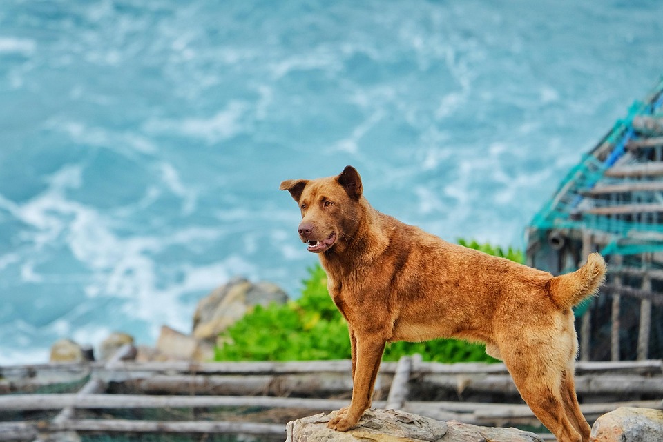 Dog Sea Island - Free photo on Pixabay