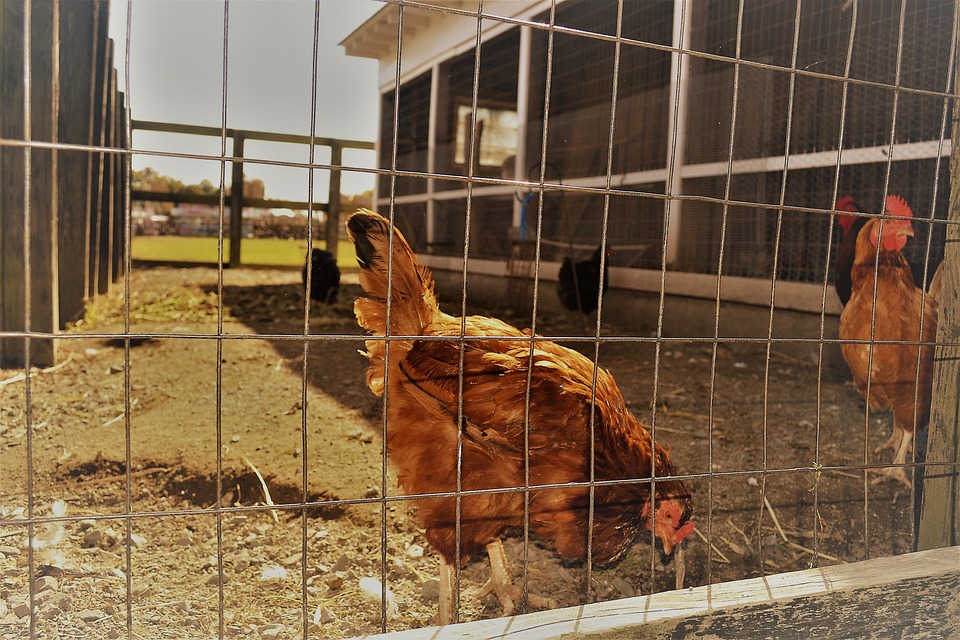 Chicken Animal Fence - Free photo on Pixabay - Pixabay
