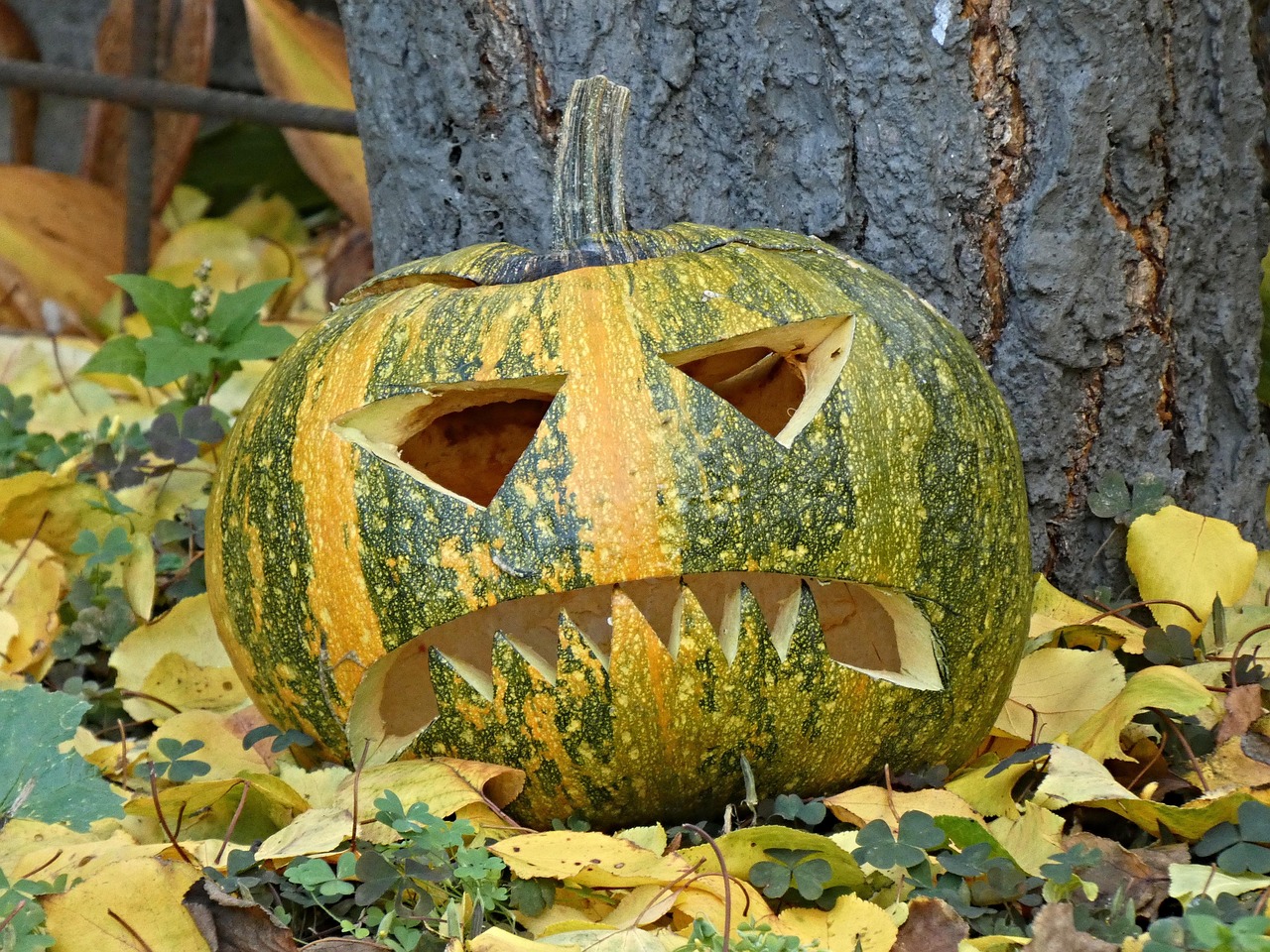Citrouille Automne La Nature - Photo gratuite sur Pixabay - Pixabay