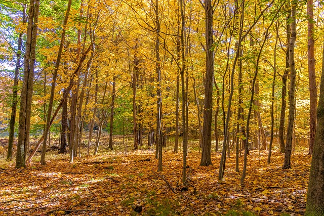 秋天 森林 树木 - Pixabay上的免费照片 - Pixabay