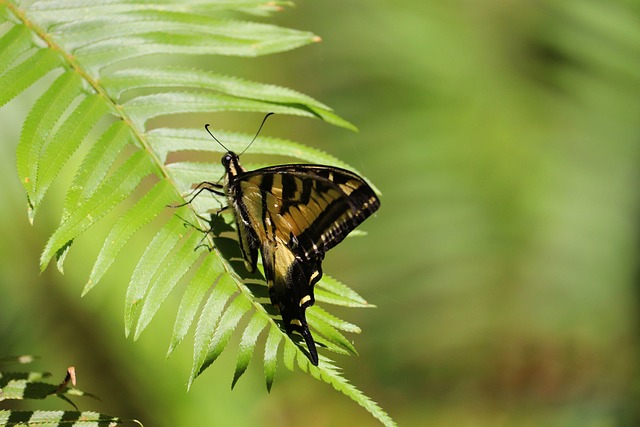 Mariposa Herida Negra Y - Foto gratis en Pixabay - Pixabay