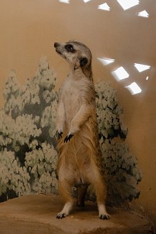 2+ Free Hurón Colores & Ferret Images - Pixabay