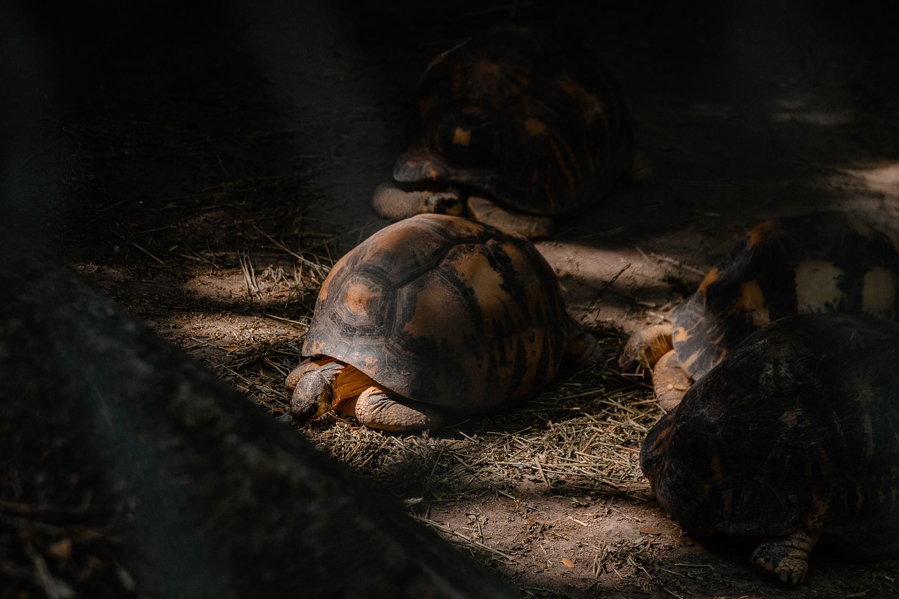 Zoo Animal Day - Free photo on Pixabay