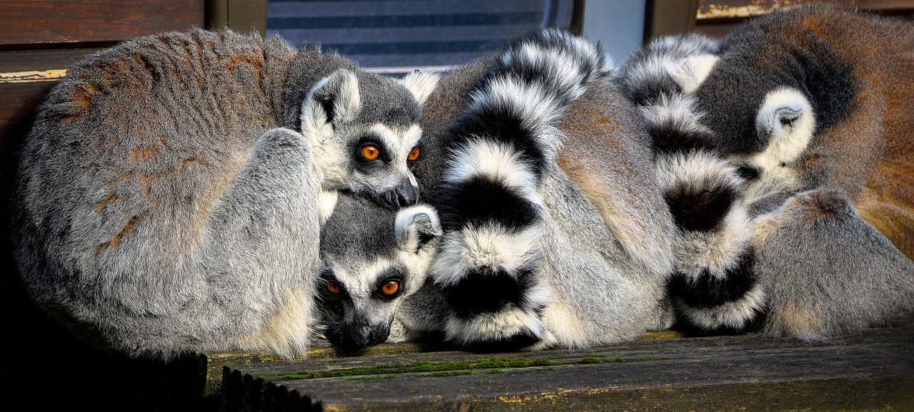 Lemurs Zoo Ring-Tailed - Free photo on Pixabay - Pixabay