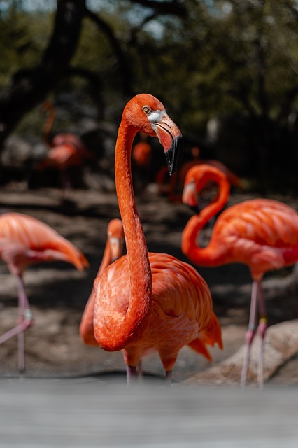Flamingos Zoo Animals - Free photo on Pixabay - Pixabay