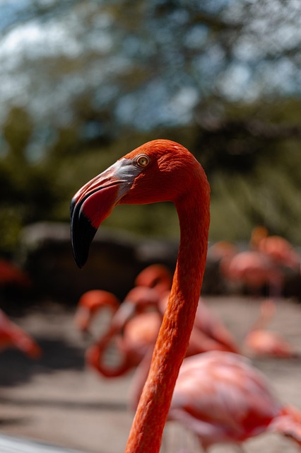 Flamants Roses Zoo Animaux - Photo gratuite sur Pixabay