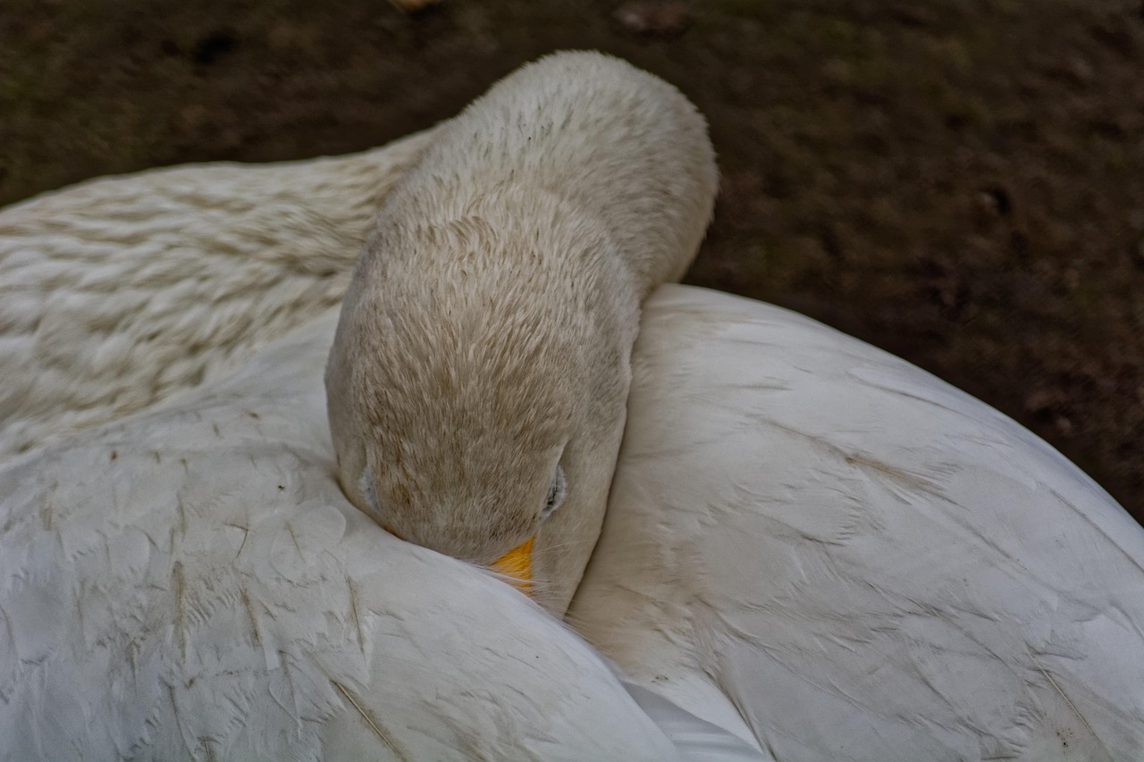Hoenderdaell Swan Sleep - Free photo on Pixabay