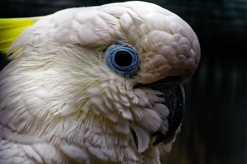 Bird Parrot Eye - Free photo on Pixabay