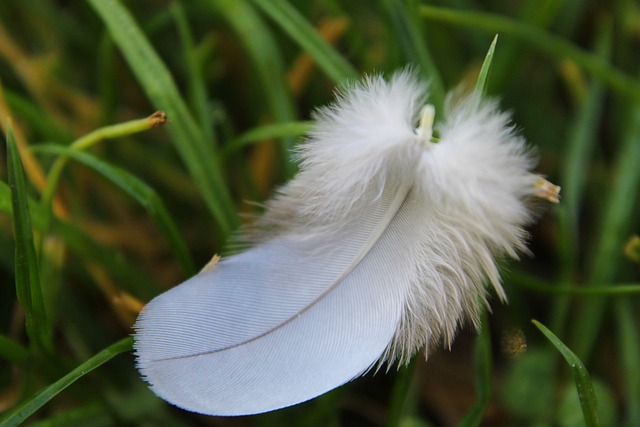 Pluma Wingtip Toys Angel - Foto gratis en Pixabay