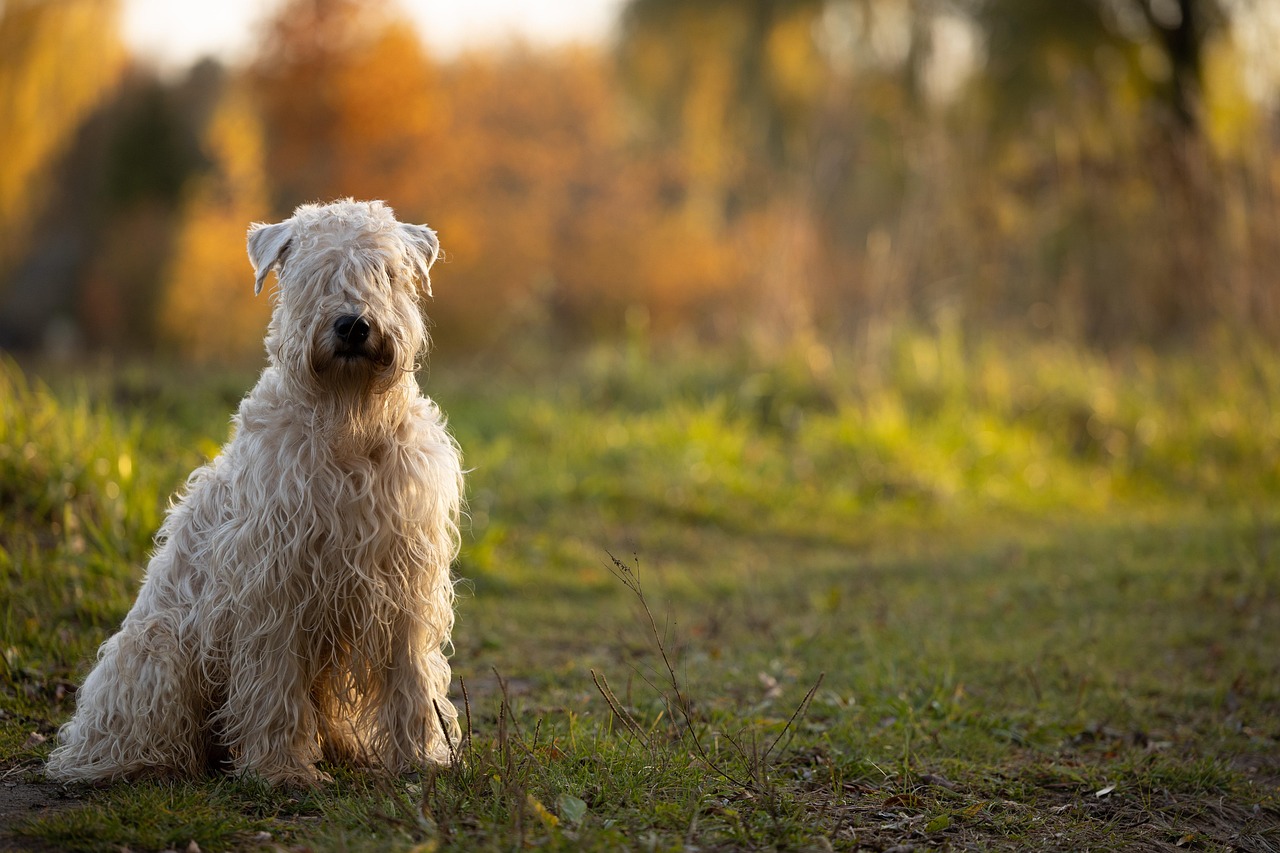 Dog Terrier Pet - Free photo on Pixabay