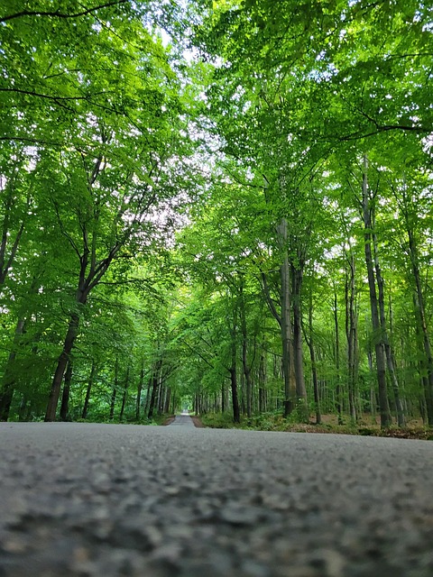 Forest Nature Travel - Free photo on Pixabay - Pixabay