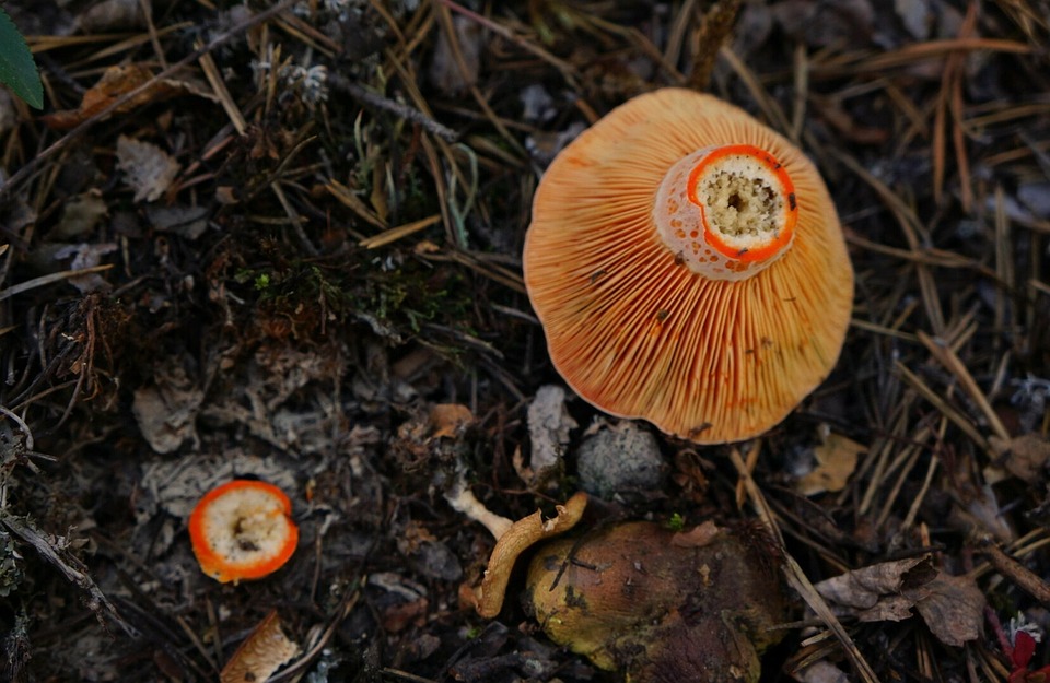 Russula Mushroom Mushrooms - Free photo on Pixabay - Pixabay