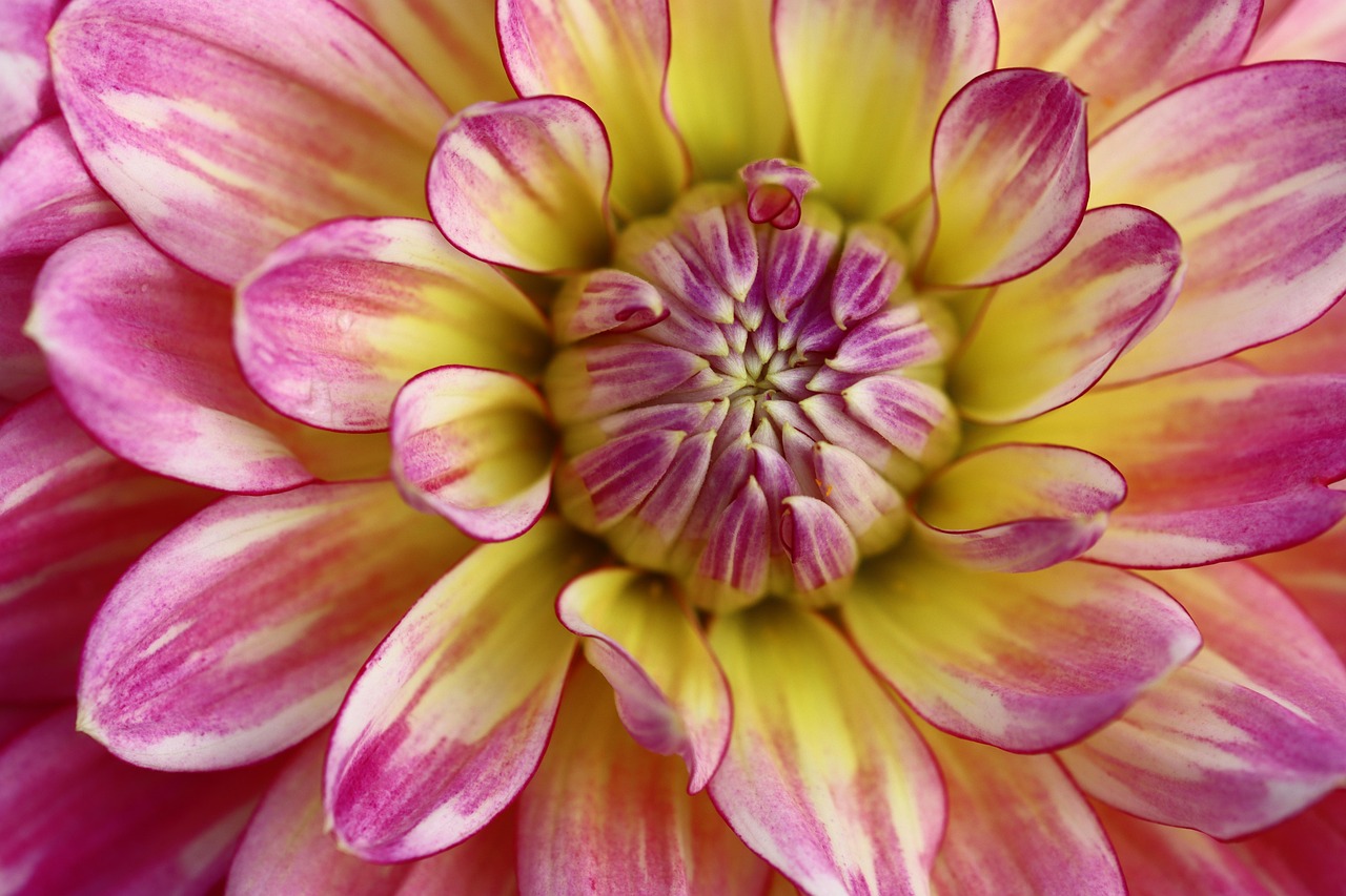 Dahlia Blomma Blomning - Gratis foto på Pixabay - Pixabay