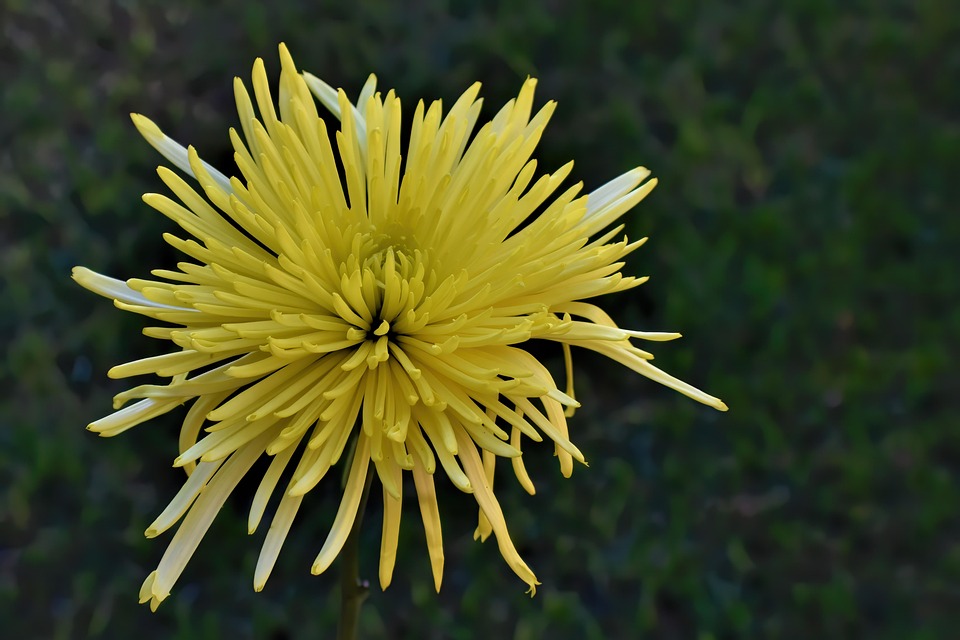 Flower Chrysanthemum Spider Mum - Free photo on Pixabay