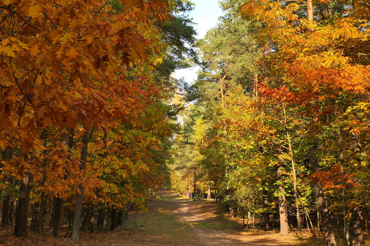 Golden Polish Autumn Indian Summer - Free photo on Pixabay