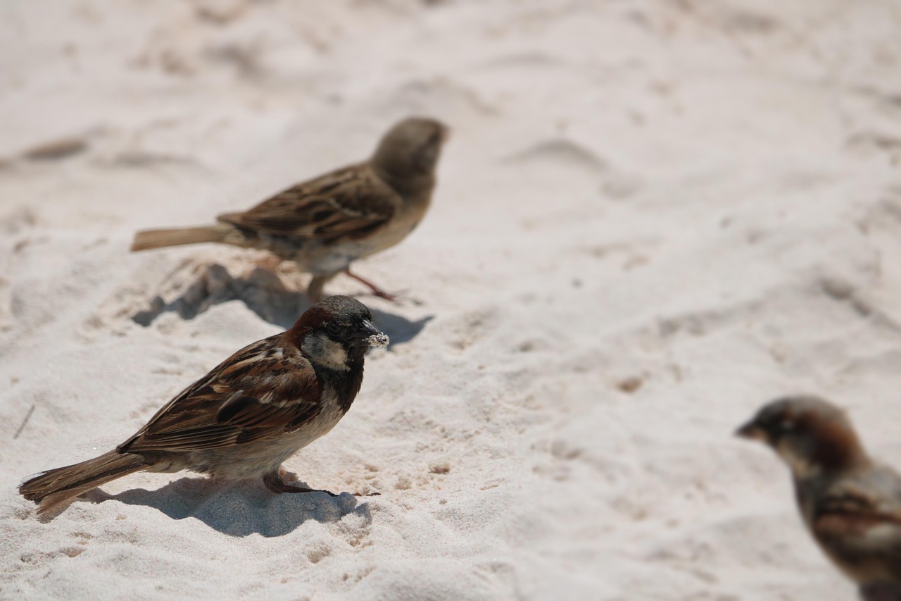 Sparrow Bird Beach - Free photo on Pixabay - Pixabay