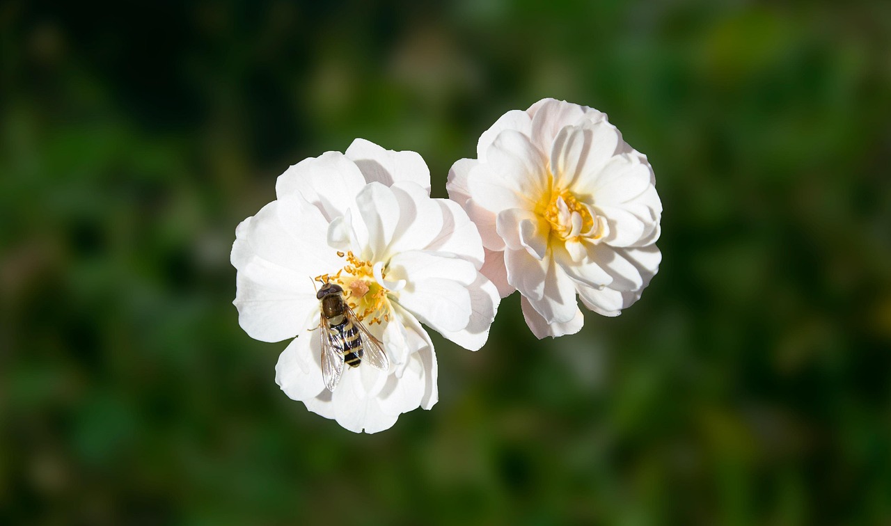 Bunga Putih Alam - Foto gratis di Pixabay - Pixabay