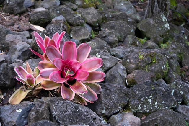 Bunga-Bunga Batu Tropis - Foto gratis di Pixabay - Pixabay