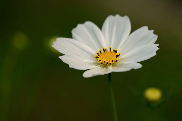300+ Free White Universe & Cosmos Images - Pixabay