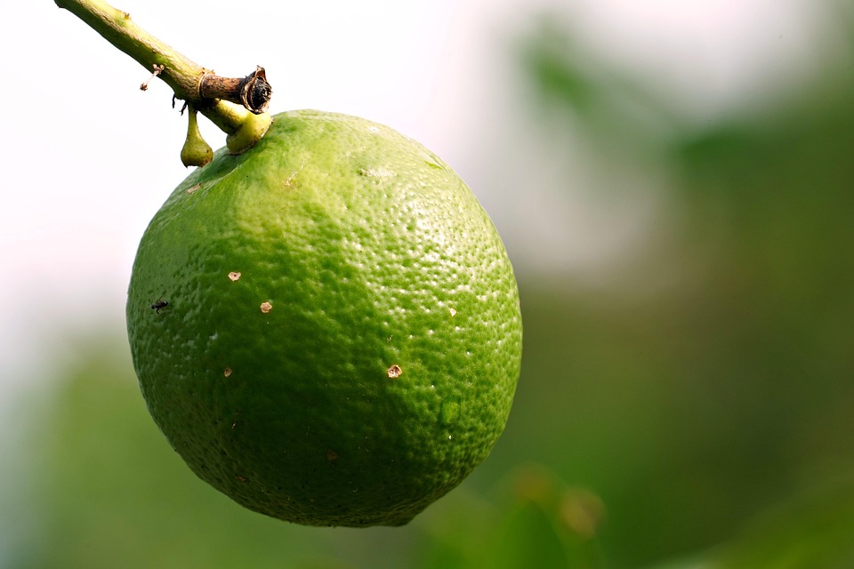 Tangerine Fruit Orange - Free photo on Pixabay
