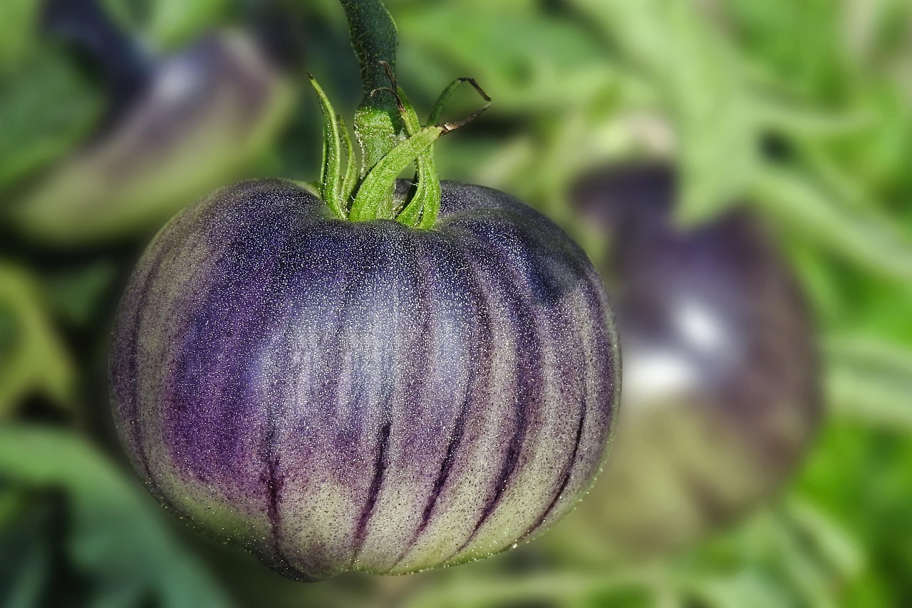 Tomate Bleue Aliments - Photo gratuite sur Pixabay