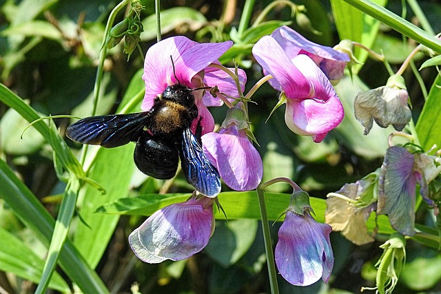 Carpenter Bee Pollination Garden - Free photo on Pixabay - Pixabay