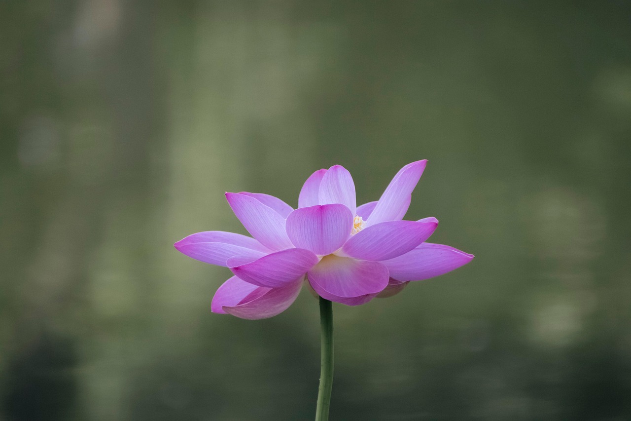 10,000+ Lotus Flower Pictures and Photos in Hi-Res - Pixabay