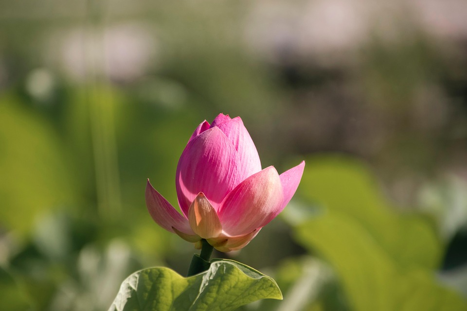 Lotus Flower Plant - Free photo on Pixabay