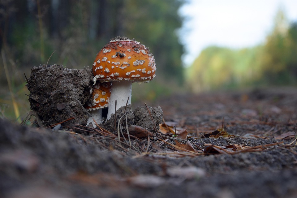 Red Toadstools - Free photo on Pixabay - Pixabay