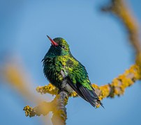 Glittering-Bellied Emerald - Free photo on Pixabay