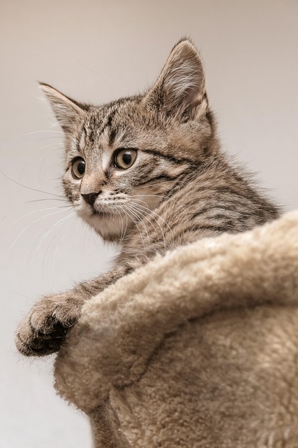 20,000+ Free Small Cat & Cat Images - Pixabay