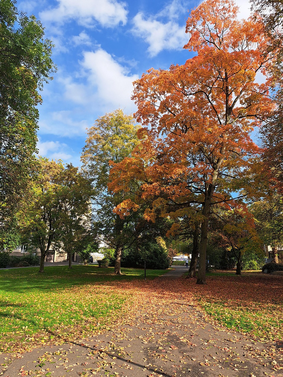 Theater Park Tree Fall - Free photo on Pixabay - Pixabay