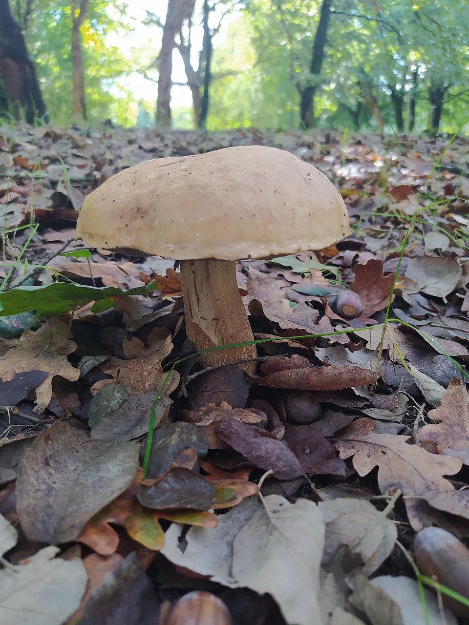 Champignon Tombe La Nature - Photo gratuite sur Pixabay - Pixabay
